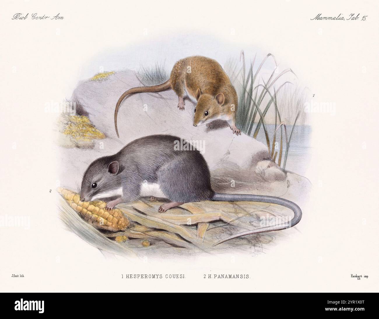 Rodent. Vintage zoological illustration from Biologia Centrali ...