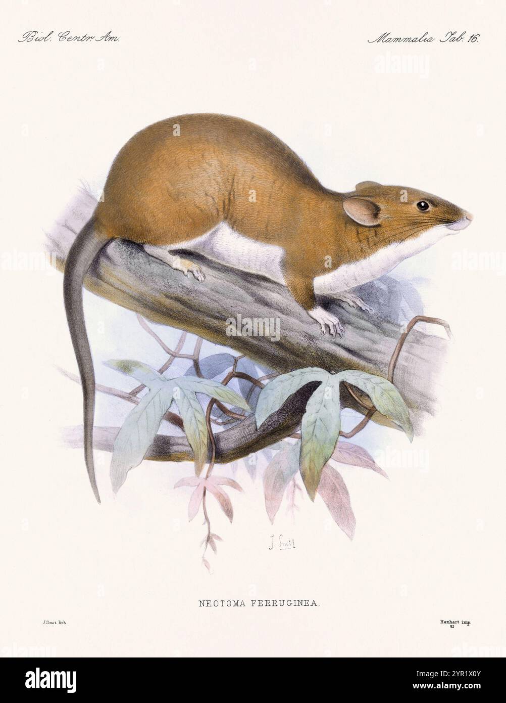 Rodent. Vintage zoological illustration from Biologia Centrali ...