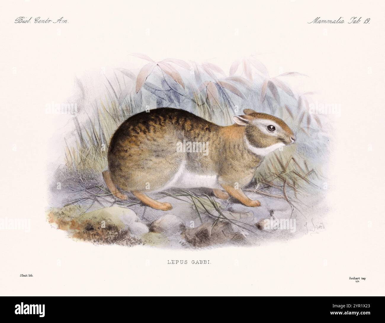 Rabbit. Vintage zoological illustration from Biologia Centrali ...