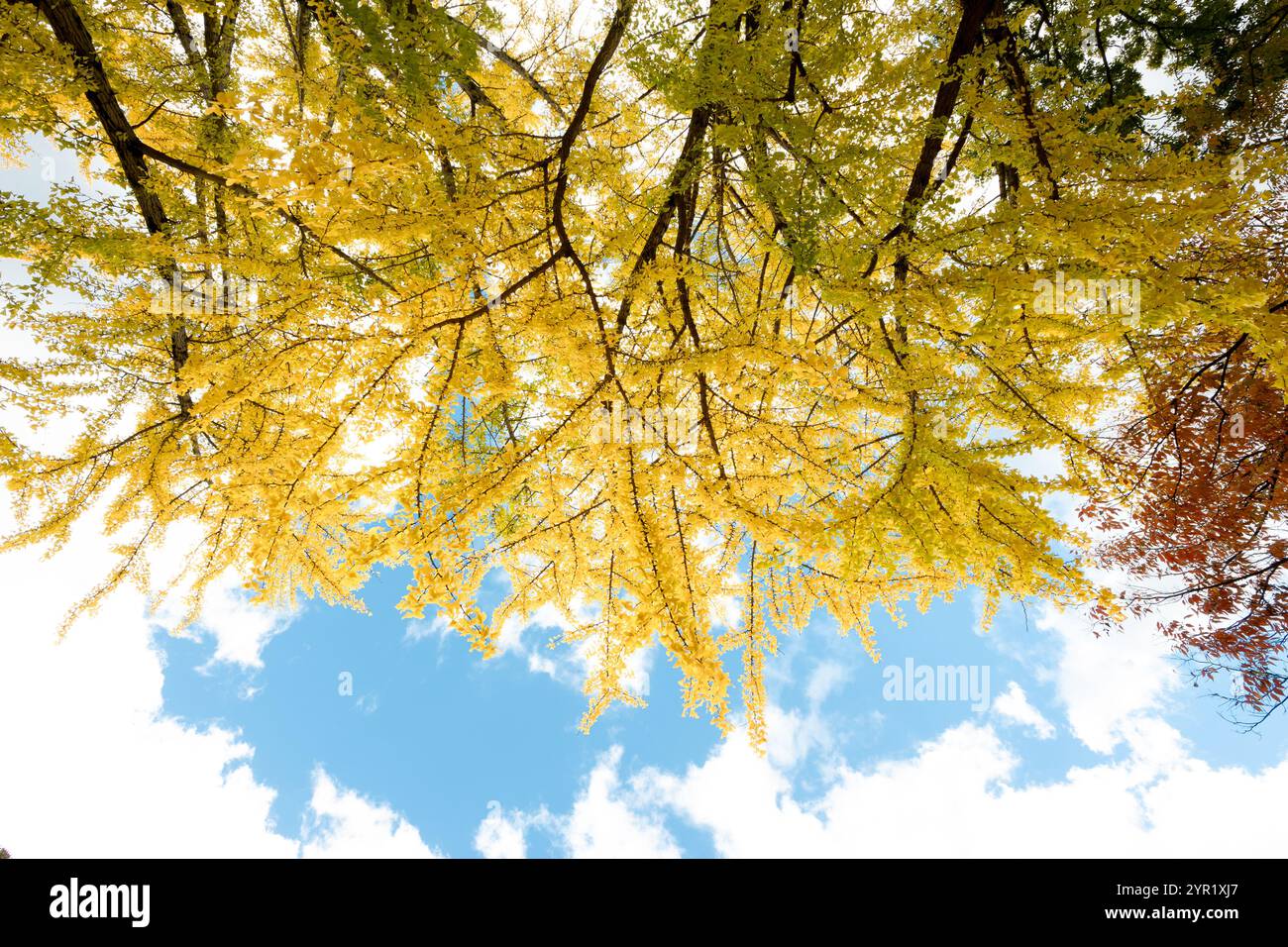 Famous ginkgo tree in hi-res stock photography and images - Alamy