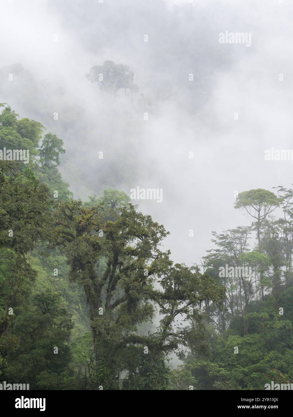 Cloud forest, rainforest, Alajuela Province, Bajos Del Toro, Costa Rica ...
