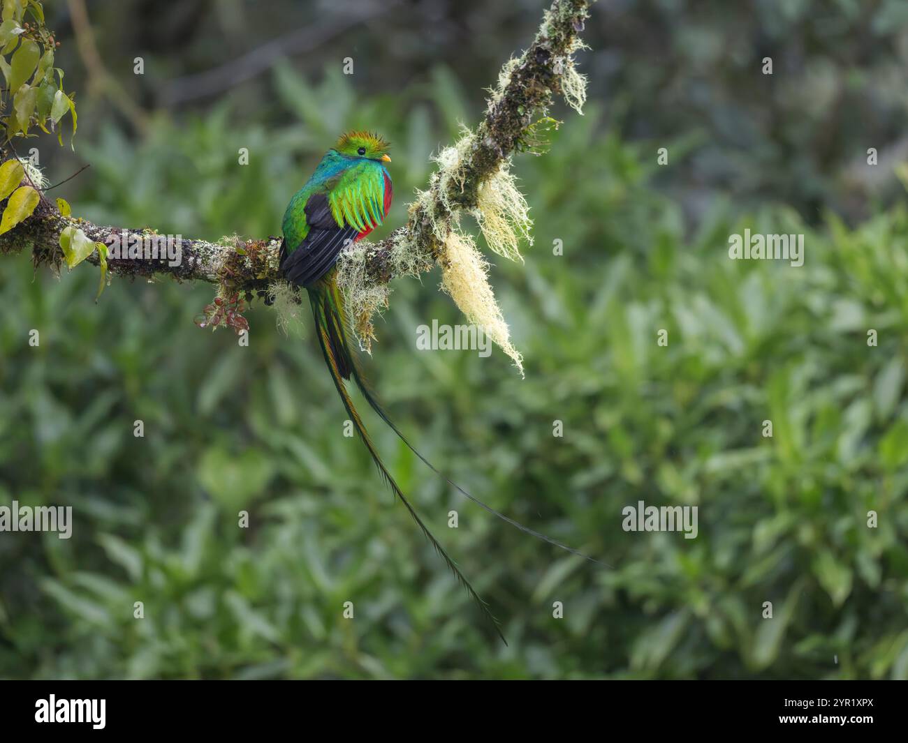 Quetzal pharomachrus mocinno hi-res stock photography and images - Alamy