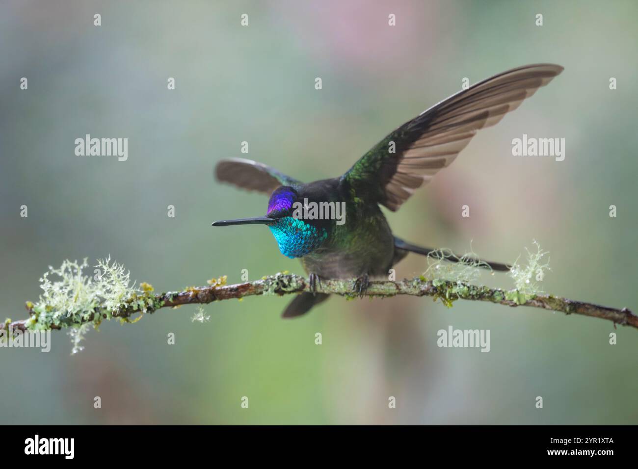 Male Talamanca Hummingbird, Eugenes spectabilis, showing off its ...