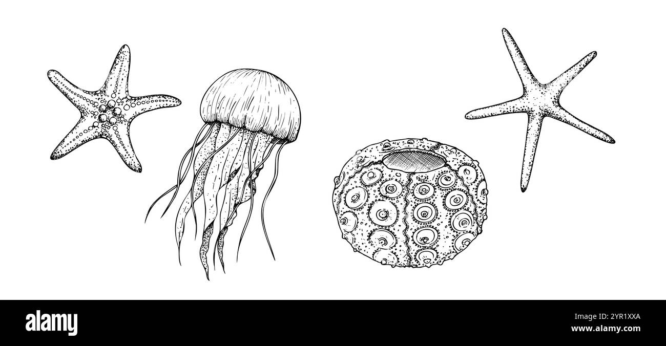 Starfish, jellyfish and vector sea urchin. Hand painted line sketch ...