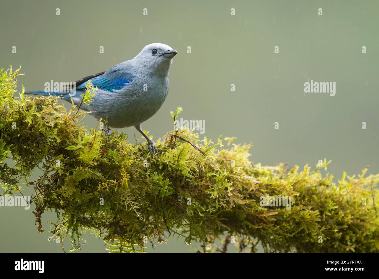 Blue-grey Tanager, Thraupis episcopus, Costa Rica Stock Photo - Alamy