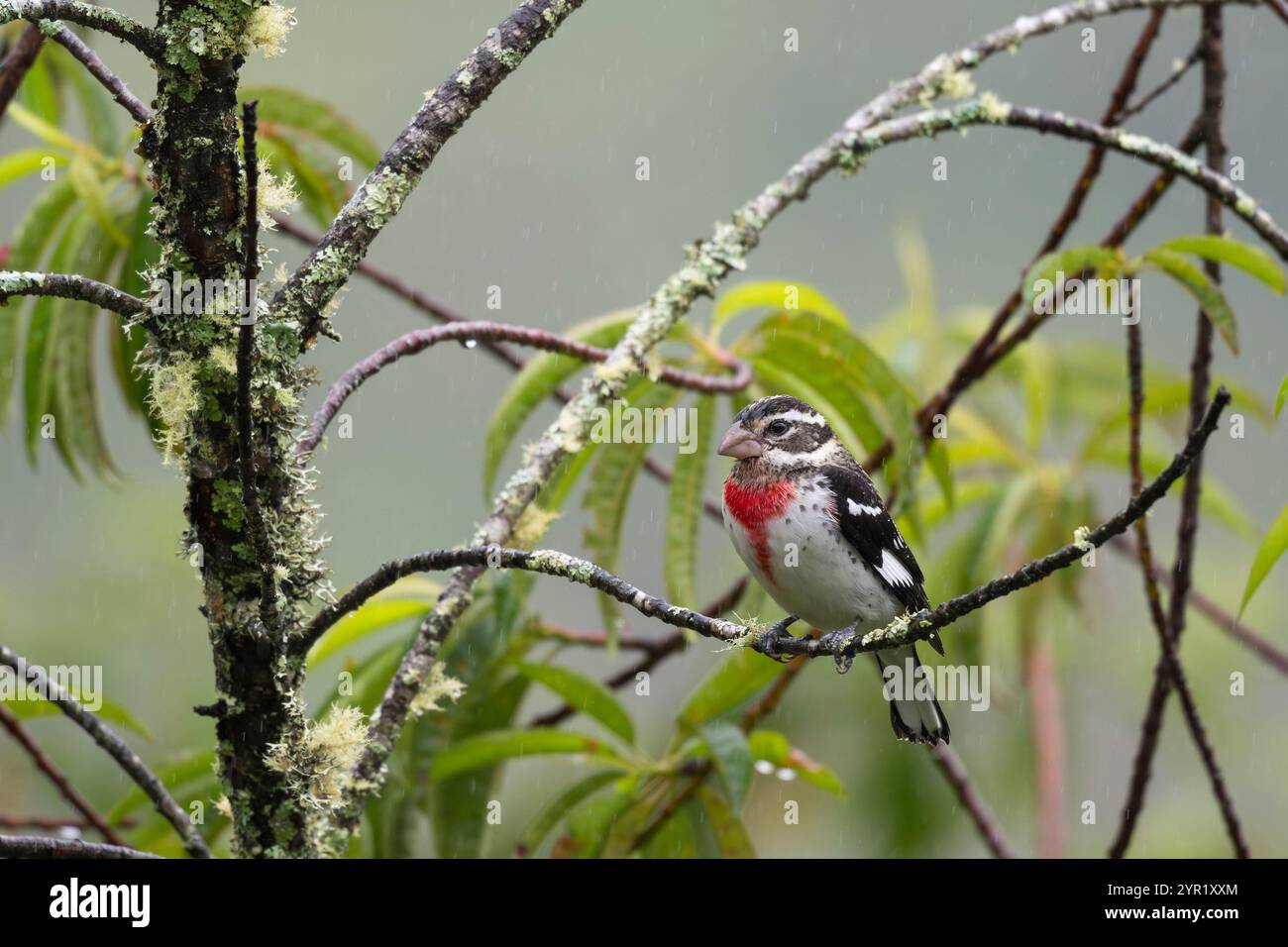 Rose-breasted Grosbeak, Pheucticus ludovicianus, Costa Rica Stock Photo ...