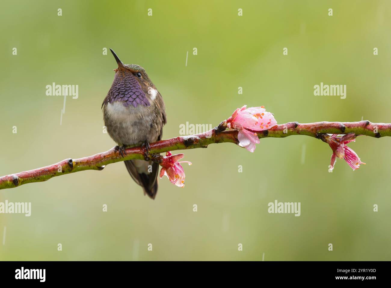 Male Volcano Hummingbird, Selasphorus flammula, Costa Rica Stock Photo ...
