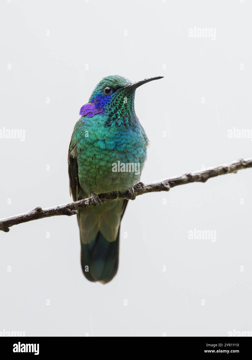 Colibri costa rica hi-res stock photography and images - Alamy