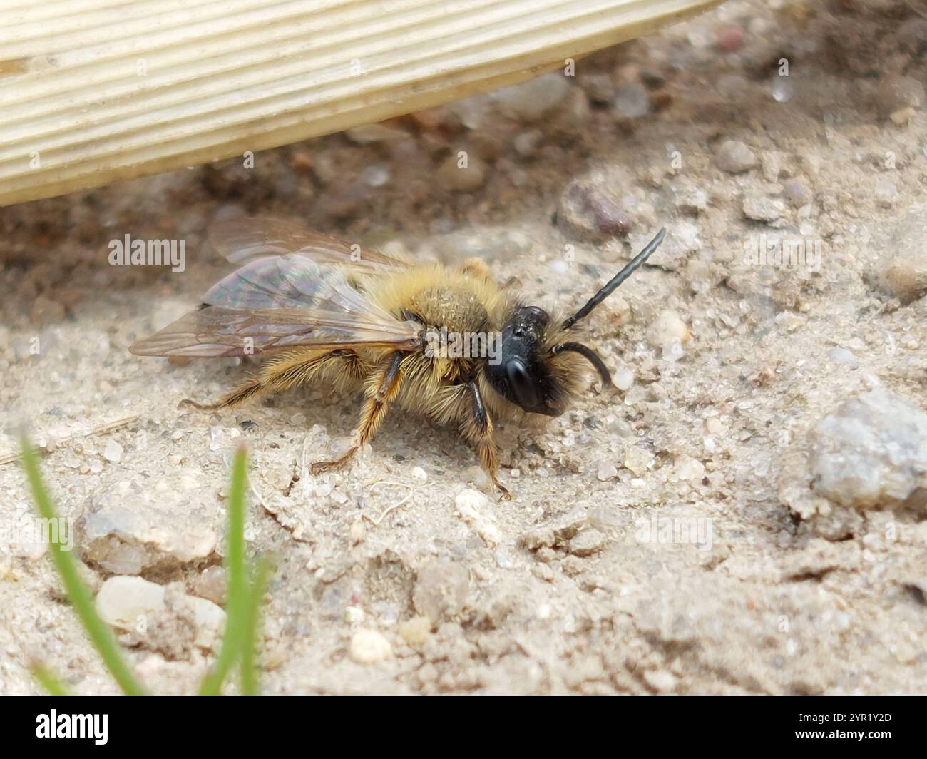 Mining Bees (Andrena Stock Photo - Alamy
