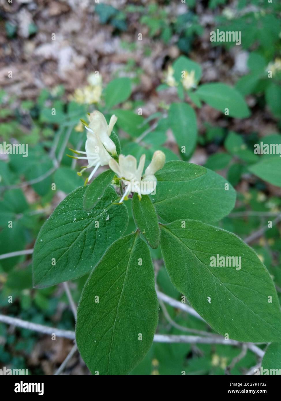 Fly Honeysuckle (Lonicera xylosteum Stock Photo - Alamy