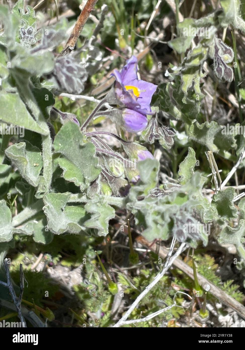 purple nightshade (Solanum xanti Stock Photo - Alamy