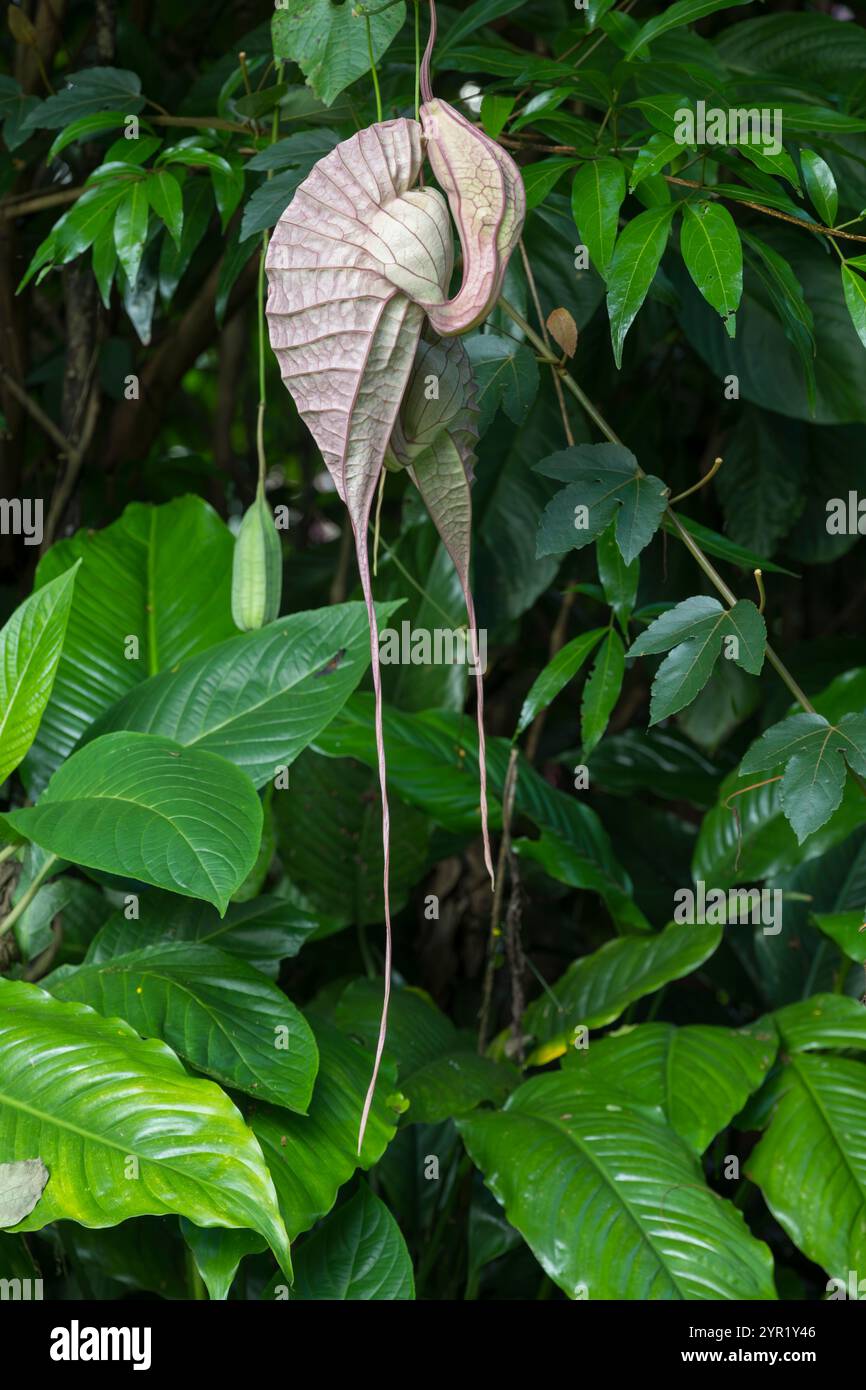 Pelican Flower, Aristolochia grandiflora, botanical gardens, Costa Rica ...