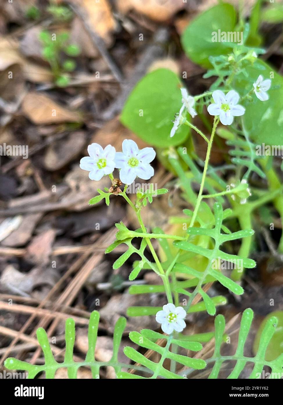 white fiesta flower (Pholistoma membranaceum Stock Photo - Alamy