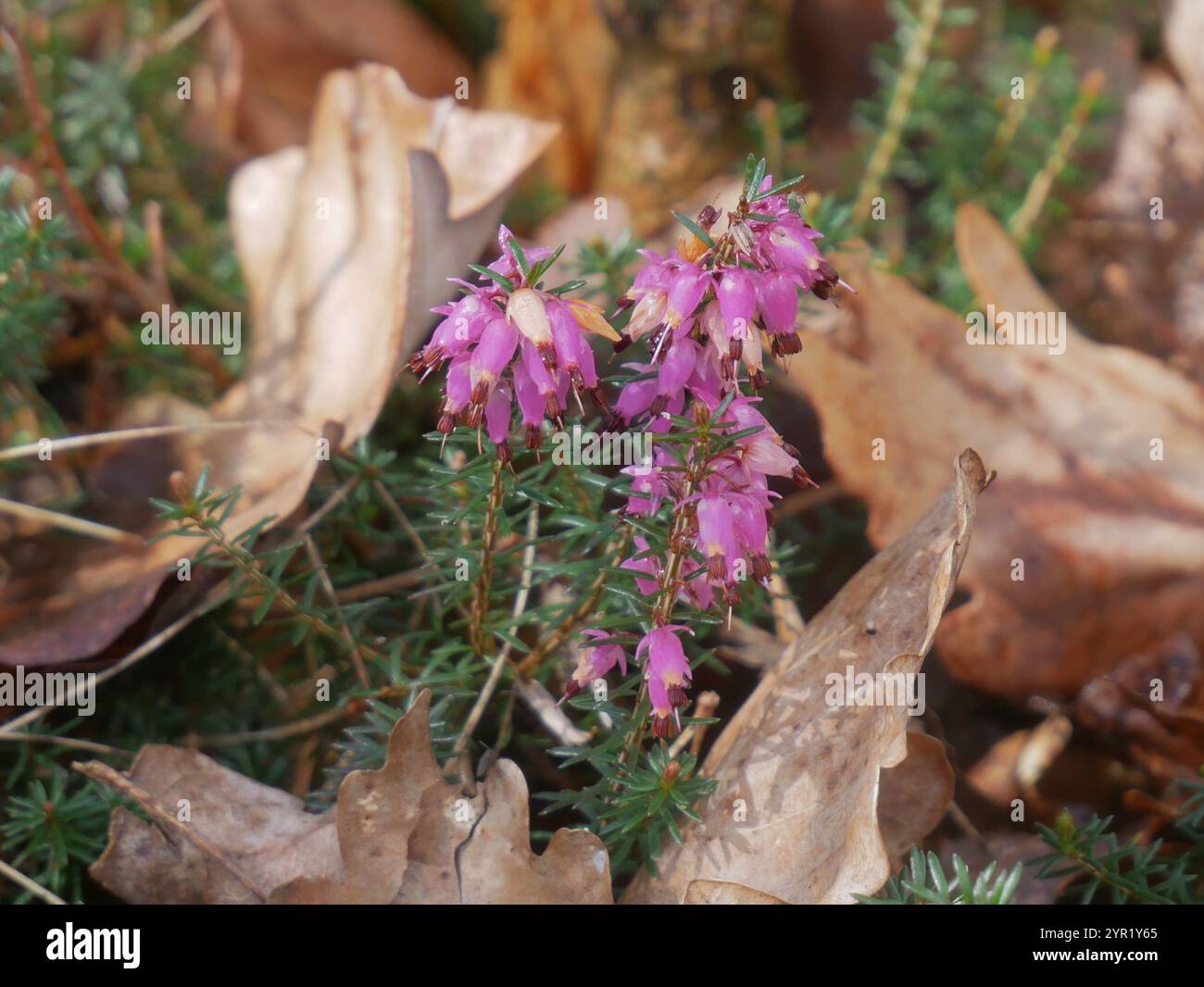 Spring Heath (Erica carnea Stock Photo - Alamy