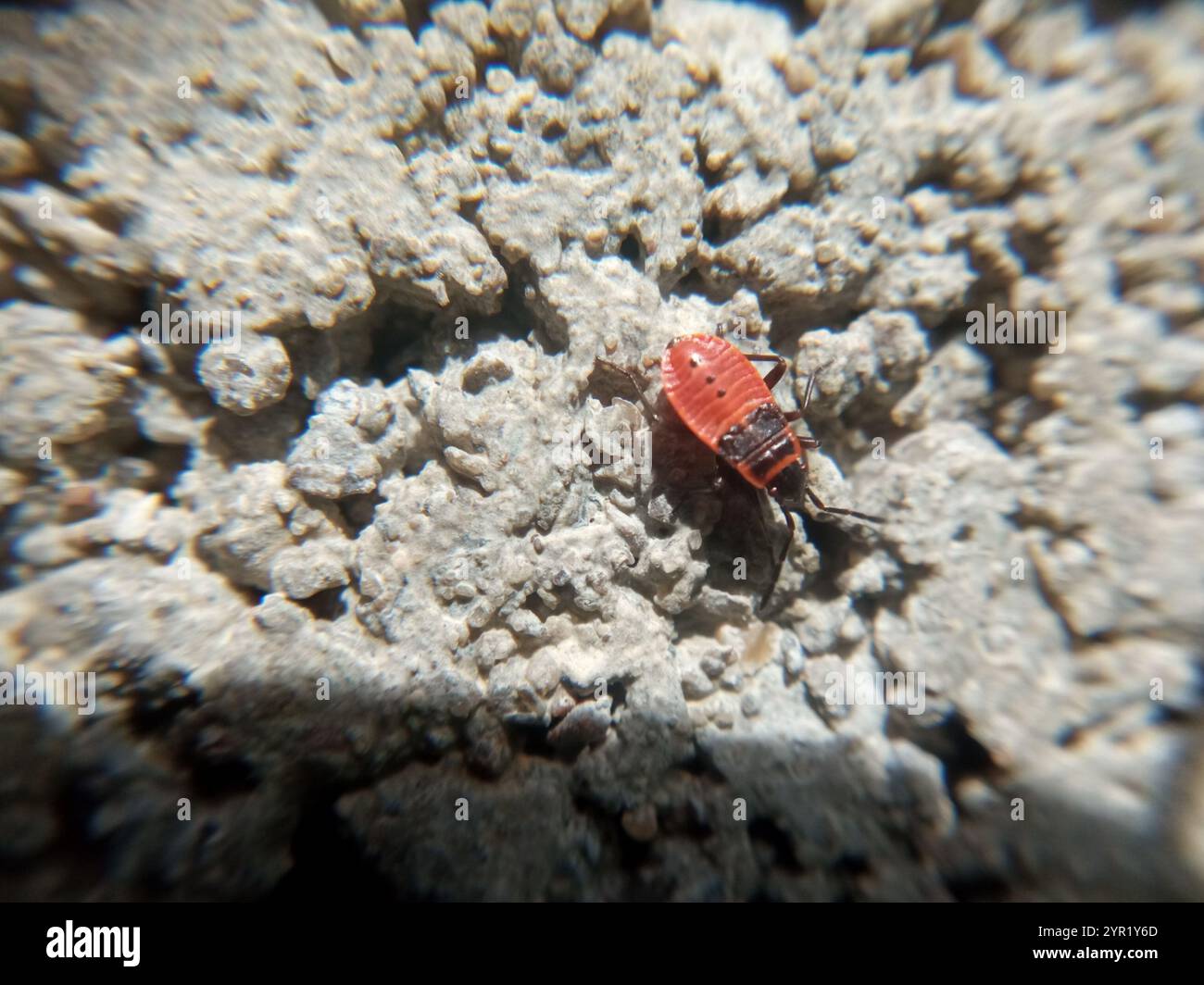 European Firebug (Pyrrhocoris apterus Stock Photo - Alamy