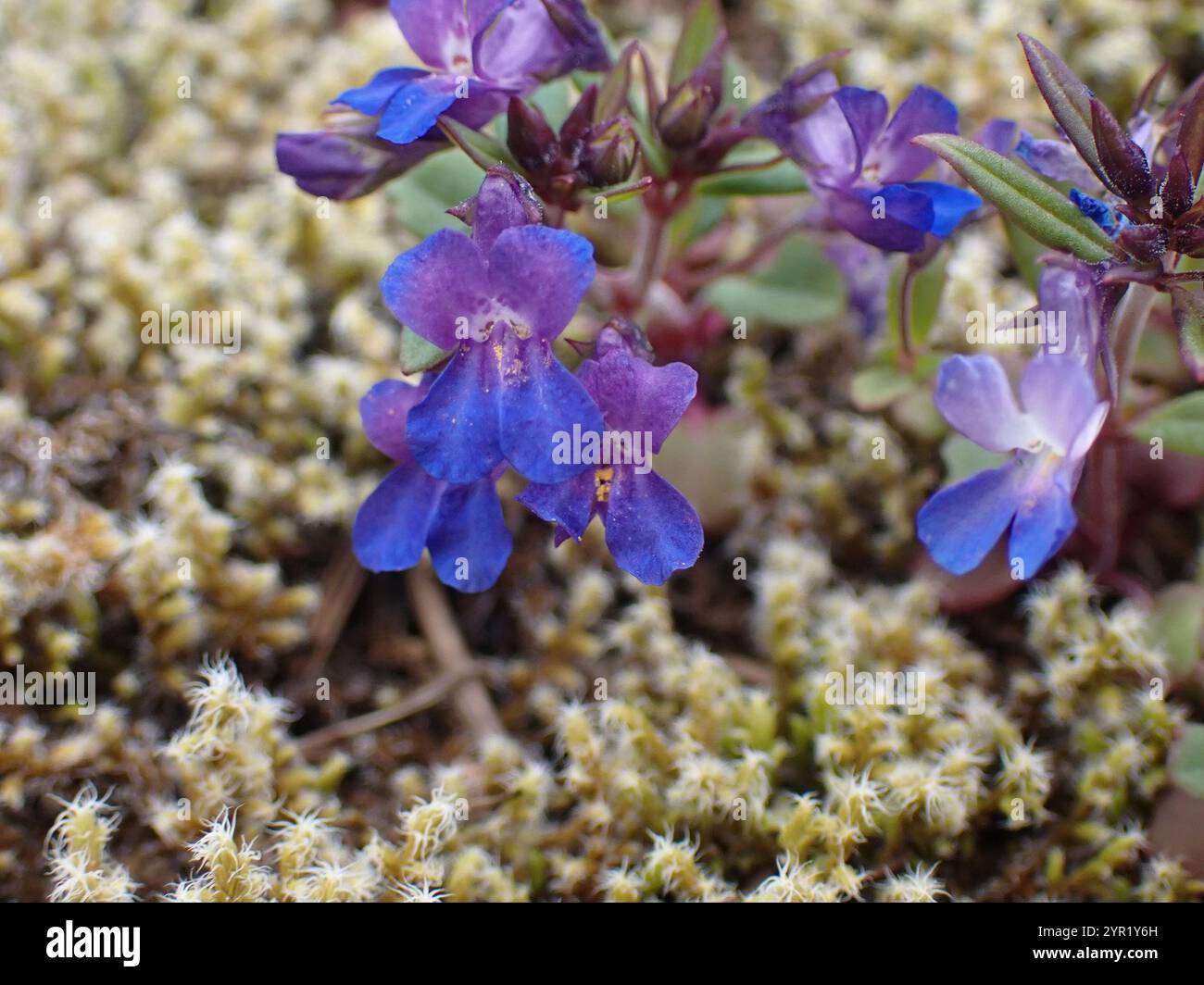 Collinsia grandiflora hi-res stock photography and images - Alamy