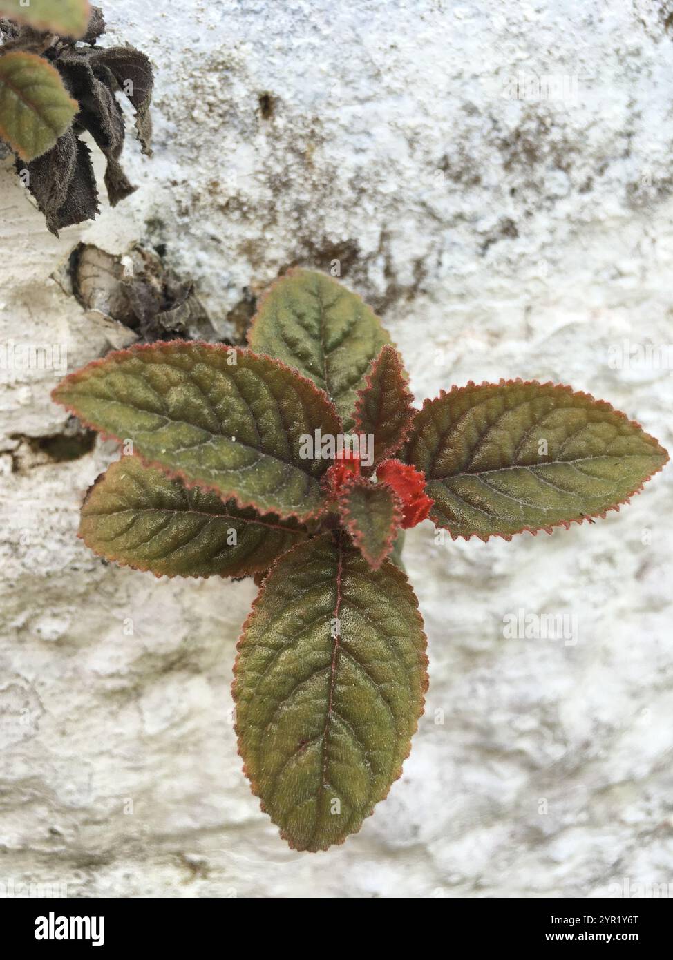 Chrysothemis hi-res stock photography and images - Alamy