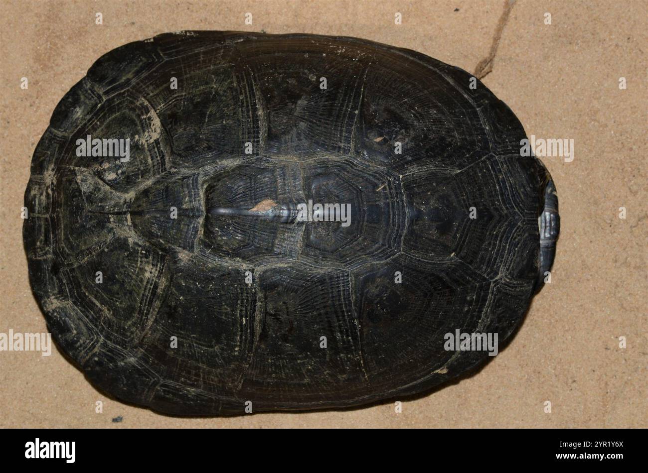 West African Mud Turtle (Pelusios castaneus Stock Photo - Alamy