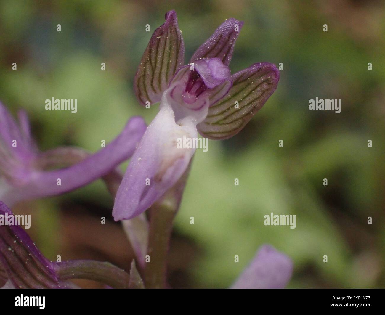 Syrian Green-winged Orchid (Anacamptis morio syriaca Stock Photo - Alamy