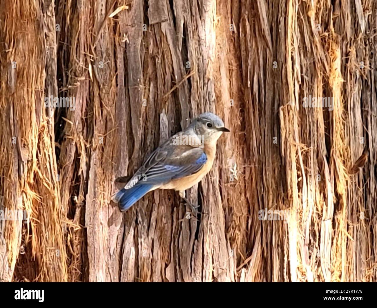Western Bluebird (Sialia mexicana Stock Photo - Alamy