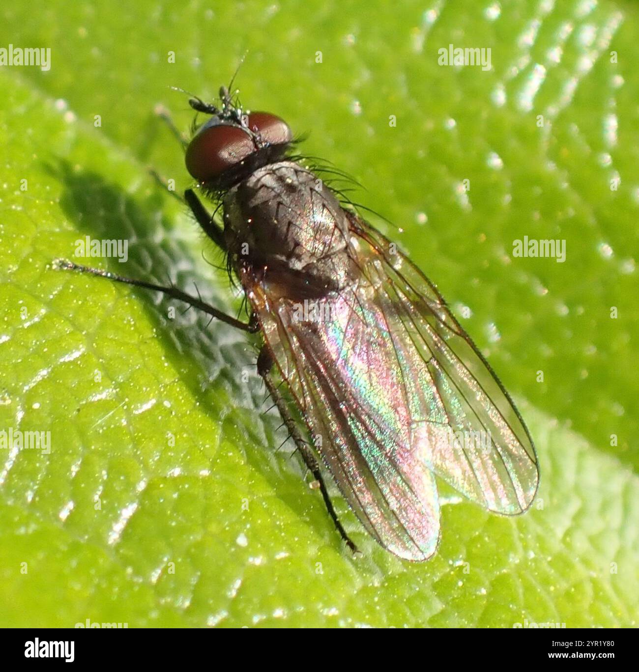Root-maggot Flies (Anthomyiidae Stock Photo - Alamy