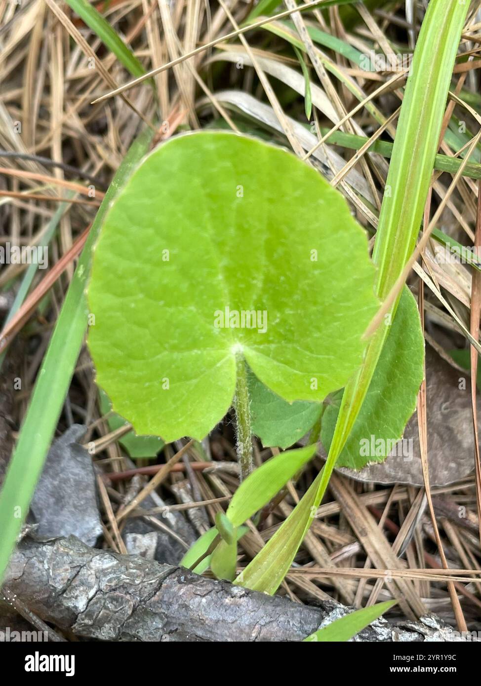 American Coinwort (Centella erecta Stock Photo - Alamy