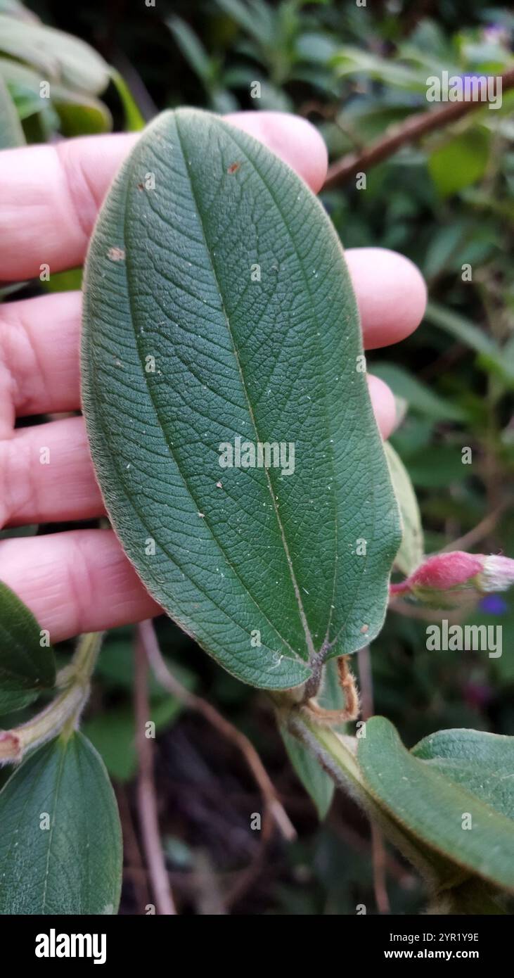 Glory bush (Pleroma urvilleanum Stock Photo - Alamy