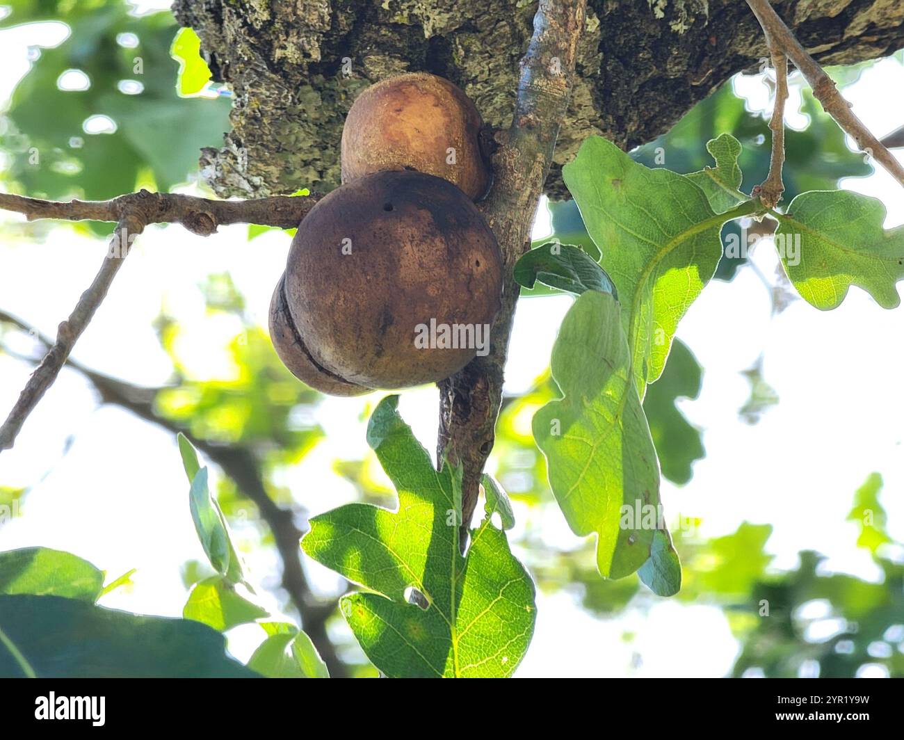 California Gall Wasp (Andricus quercuscalifornicus Stock Photo - Alamy
