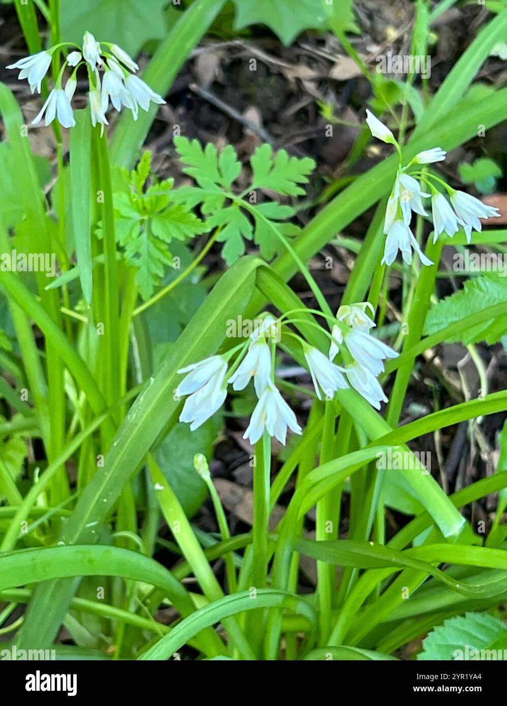 Three-cornered garlic (Allium triquetrum Stock Photo - Alamy
