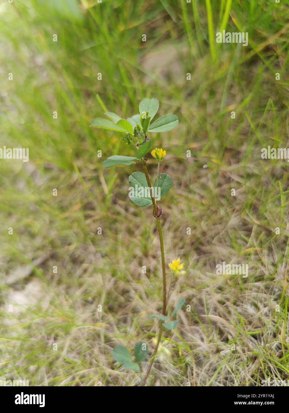 Lesser hop trefoil (Trifolium dubium Stock Photo - Alamy