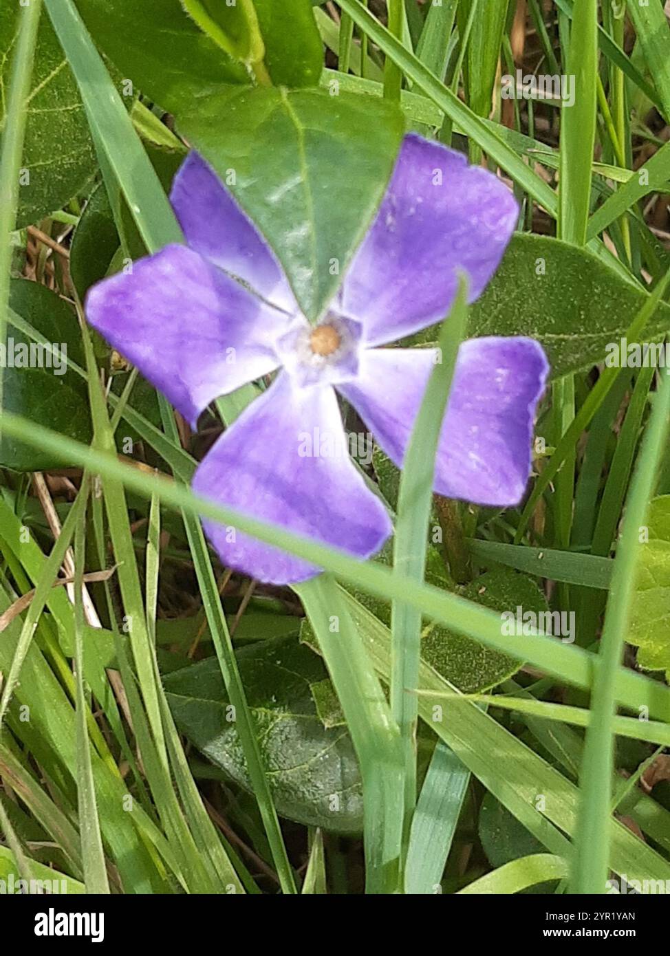 greater periwinkle (Vinca major Stock Photo - Alamy