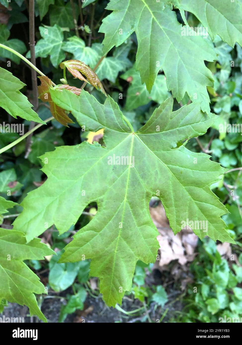 silver maple (Acer saccharinum Stock Photo - Alamy