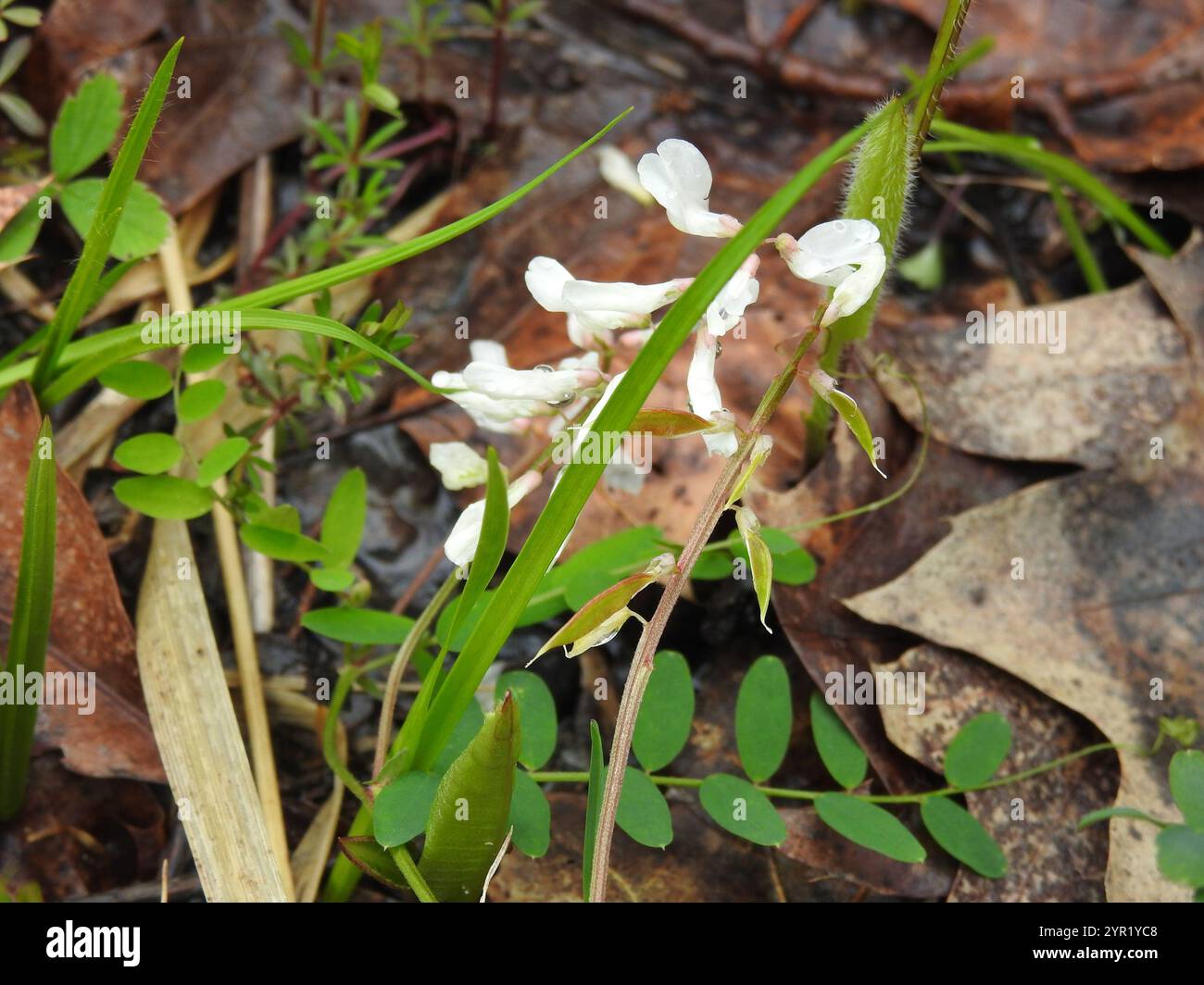Carolina Vetch (Vicia caroliniana Stock Photo - Alamy
