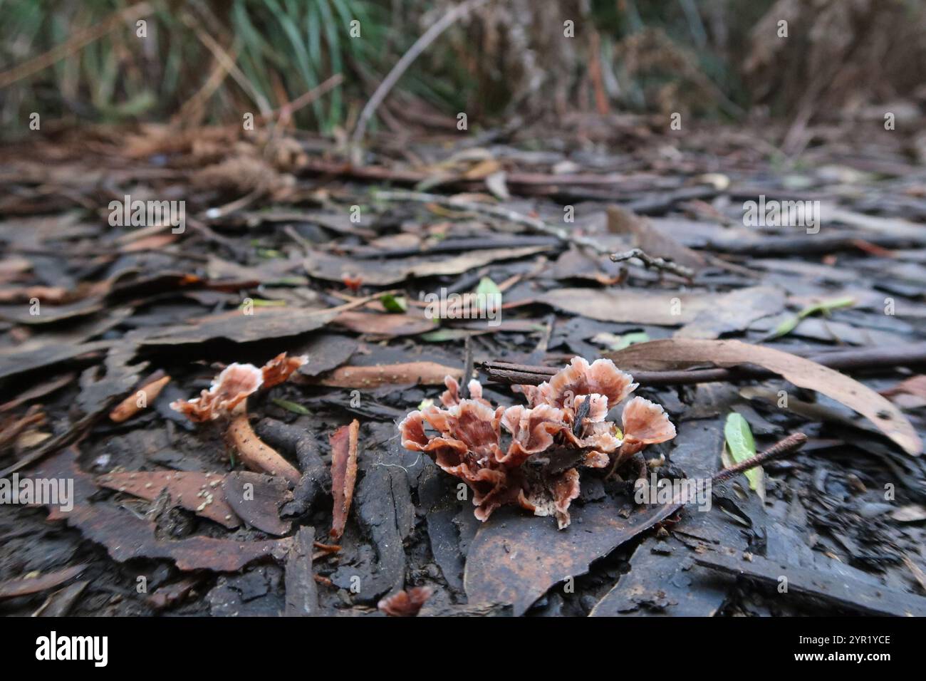 Wine Glass Fungus (Podoscypha petalodes Stock Photo - Alamy