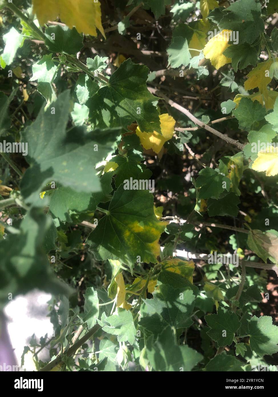 Sea Mallow (Malva subovata Stock Photo - Alamy