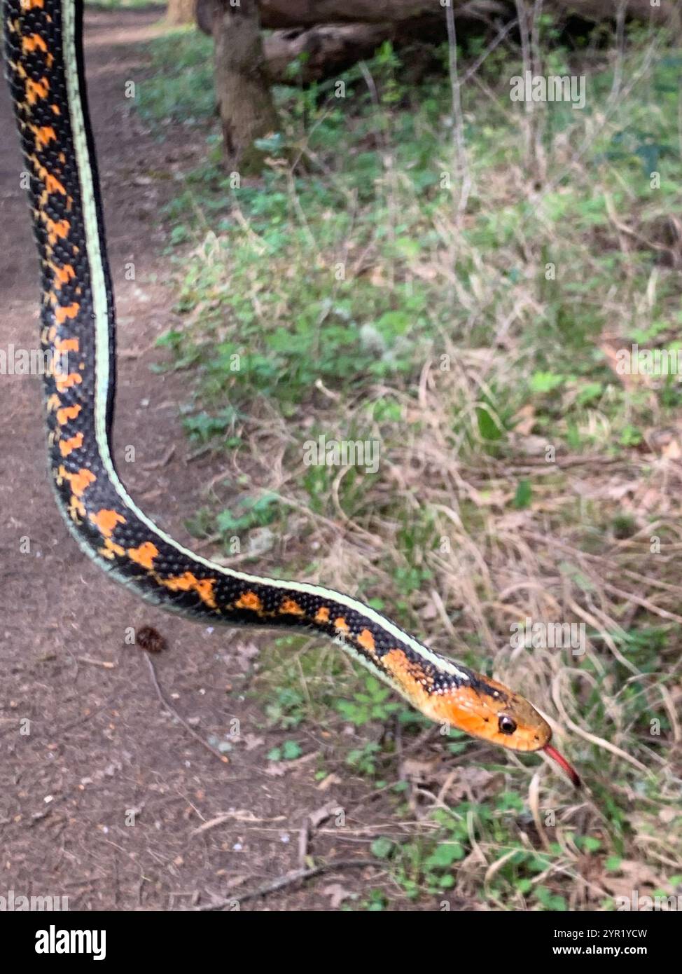 Red-spotted Garter Snake (Thamnophis sirtalis concinnus Stock Photo - Alamy