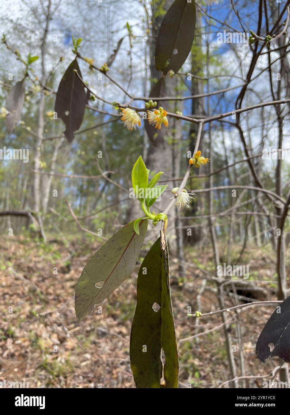 Sweetleaf (Symplocos tinctoria Stock Photo - Alamy