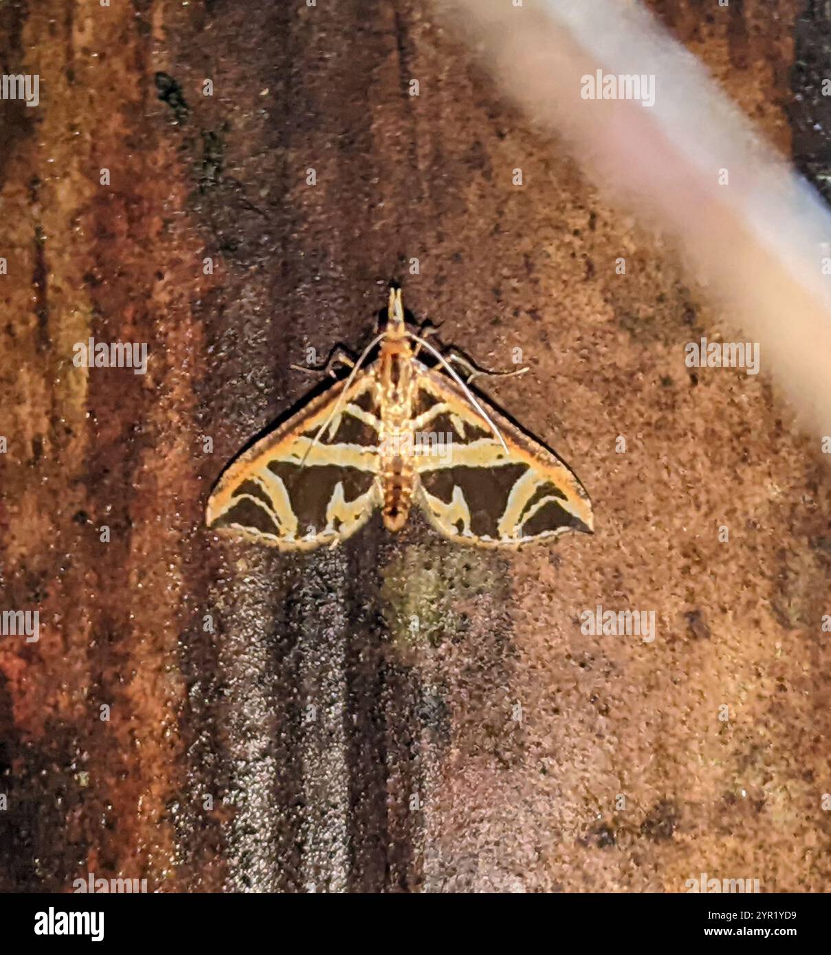 Carpet Moths (Larentiinae Stock Photo - Alamy