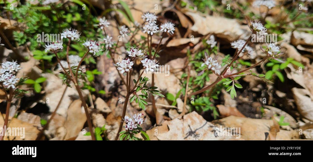 harbinger of spring (Erigenia bulbosa Stock Photo - Alamy