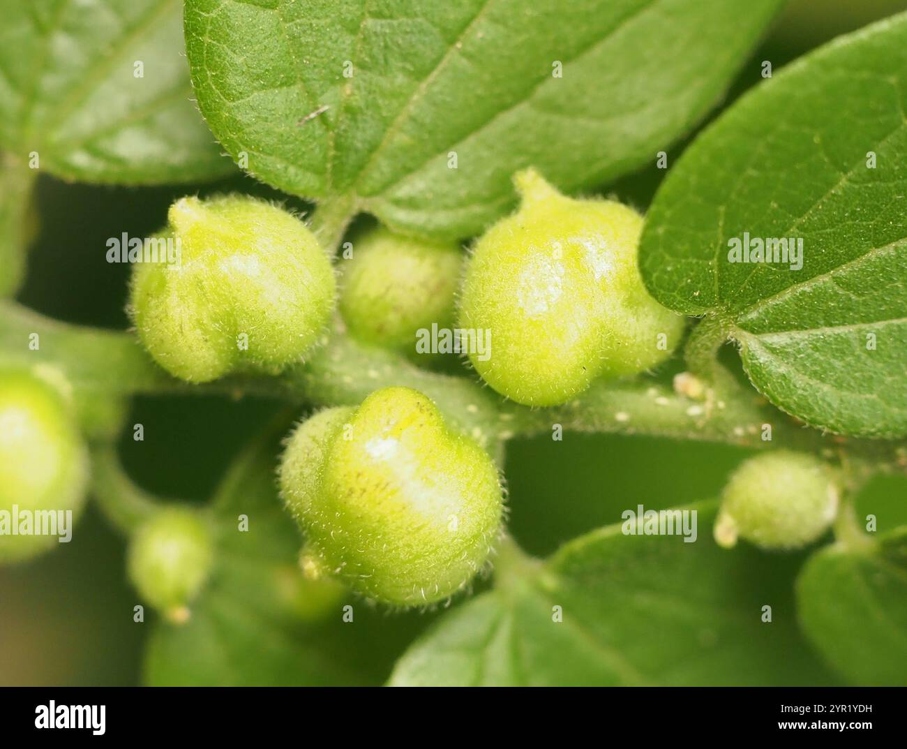 Hackberry Aggregate Gall Midge (Celticecis connata Stock Photo - Alamy
