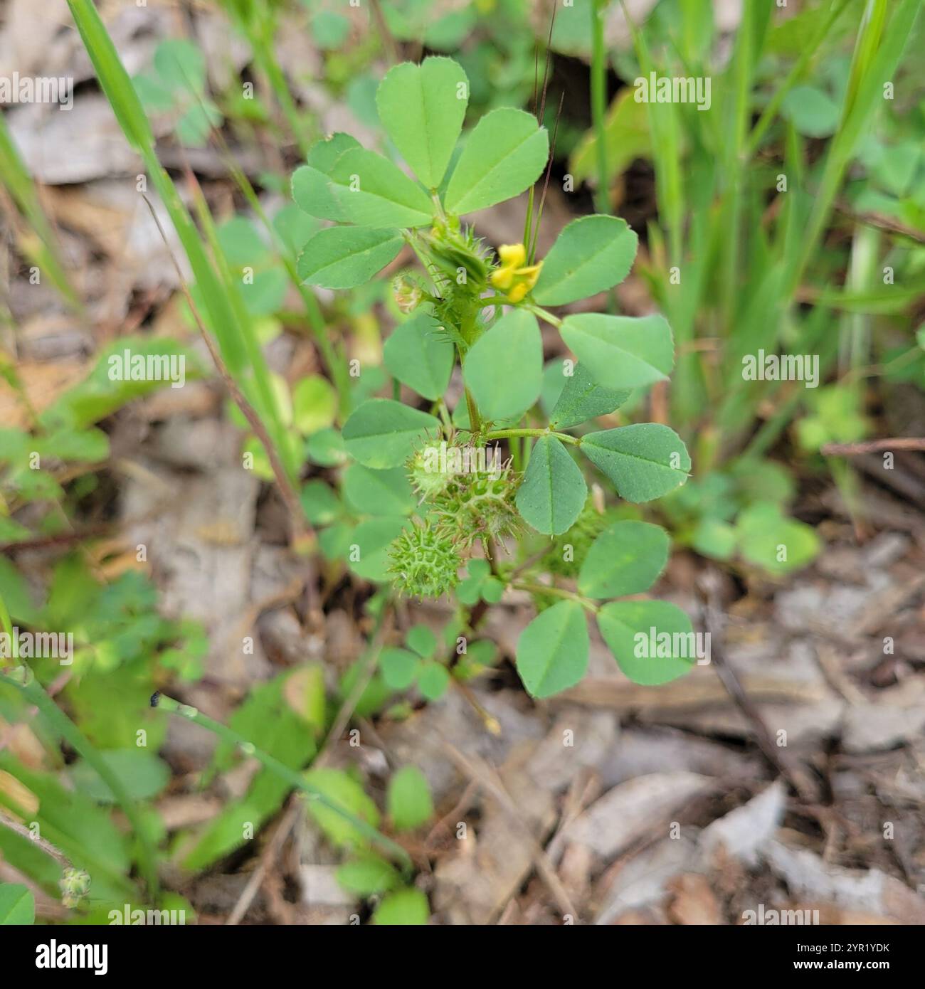 bur clover (Medicago polymorpha Stock Photo - Alamy