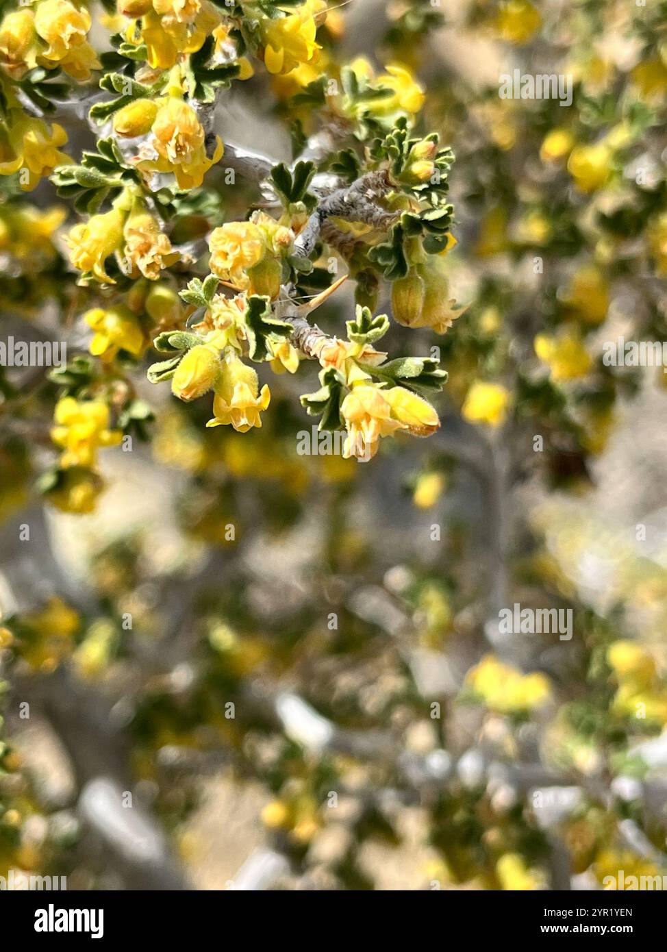 desert gooseberry (Ribes velutinum Stock Photo - Alamy