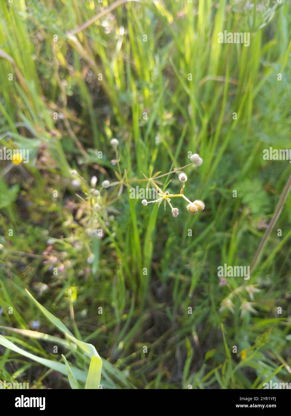 Wall Bedstraw (Galium parisiense Stock Photo - Alamy