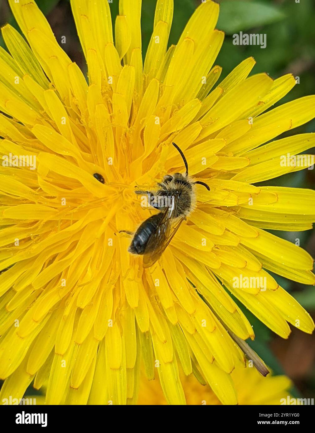 Mining Bees (Andrena Stock Photo - Alamy