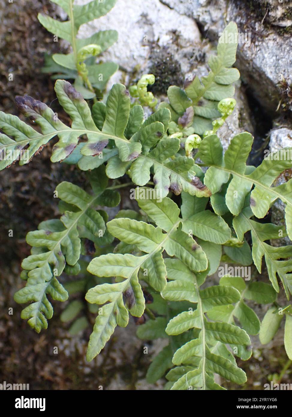 western polypody (Polypodium hesperium Stock Photo - Alamy