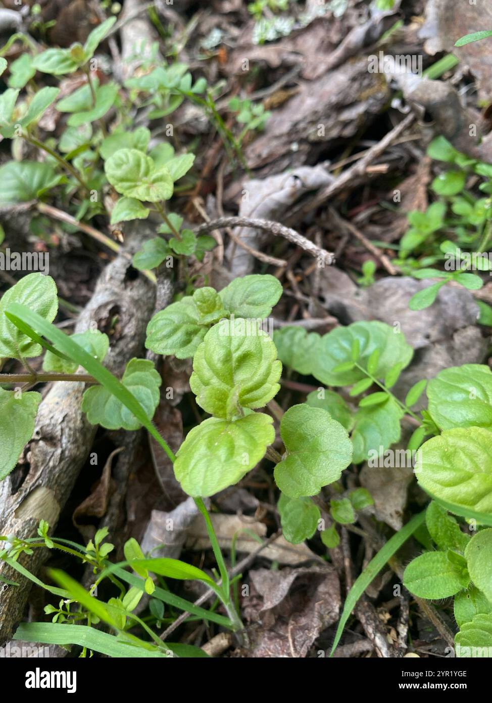 yerba buena (Clinopodium douglasii Stock Photo - Alamy