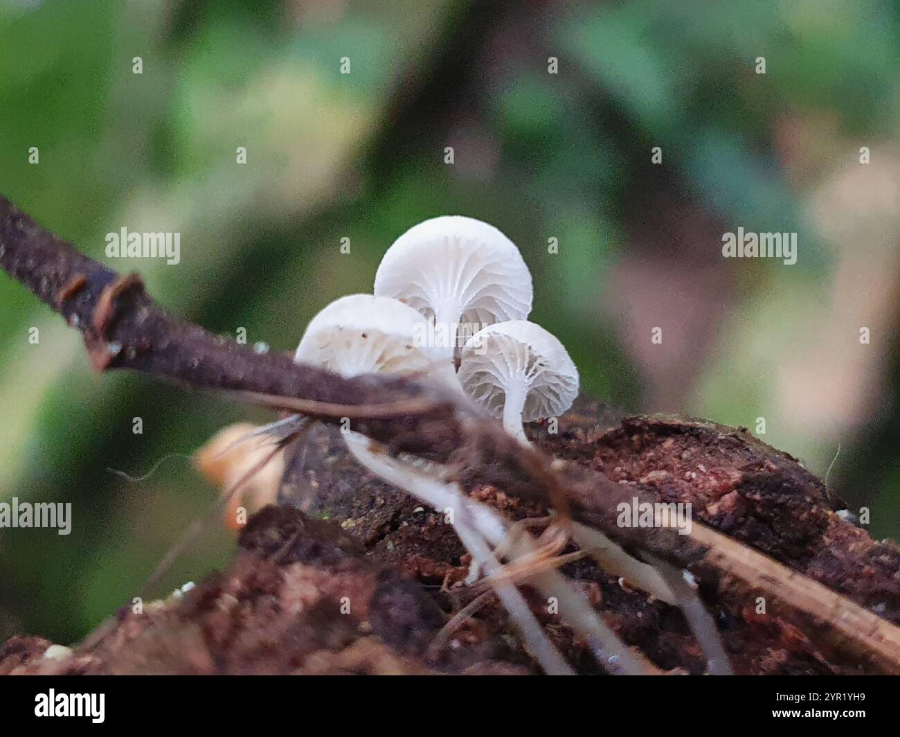 Austrororidus hi-res stock photography and images - Alamy