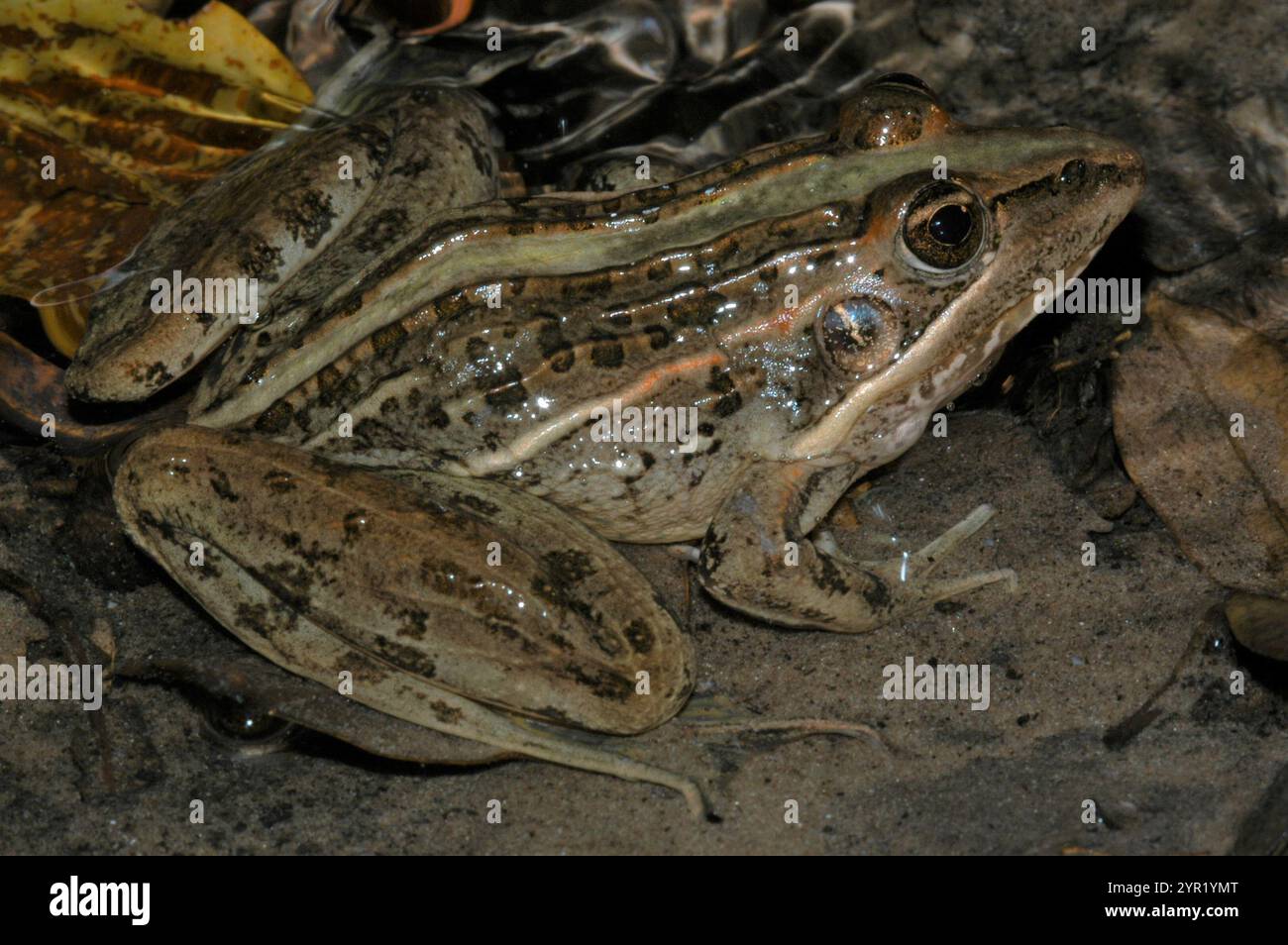 Sharp-nosed ridged frog (Ptychadena oxyrhynchus Stock Photo - Alamy