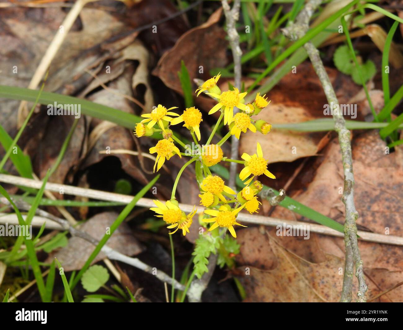 roundleaf ragwort (Packera obovata Stock Photo - Alamy