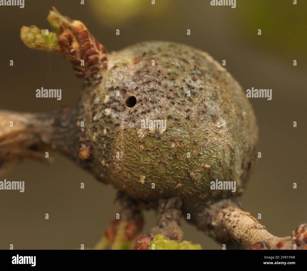 Southern Live Oak Stem Gall Wasp (Callirhytis quercusbatatoides Stock ...